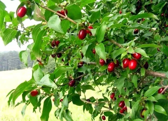 Dogwood is niet alleen in de levende haag, maar ook als een tuincultuur