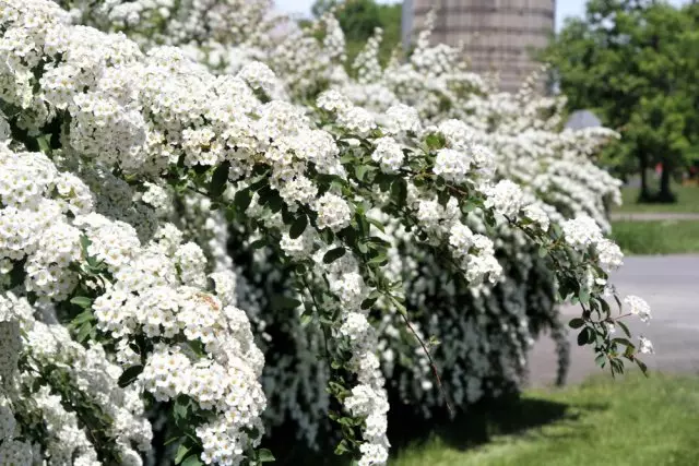 Spirea.