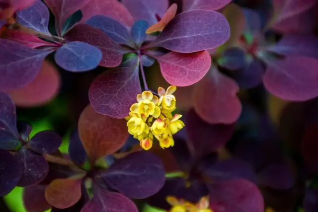 berberis