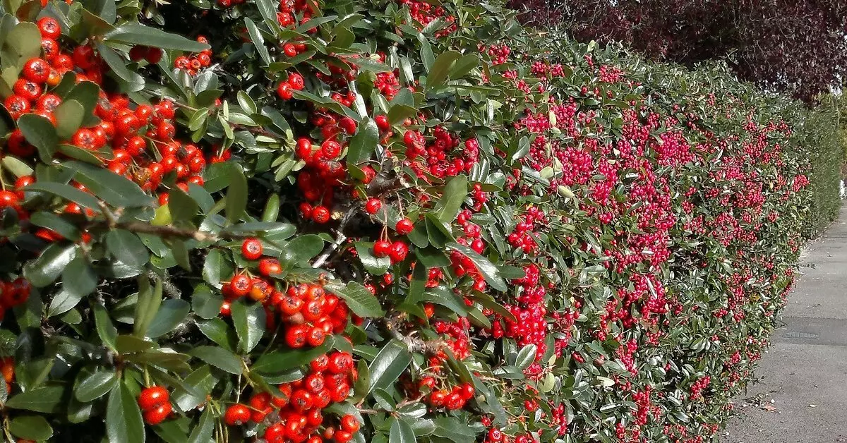 Delicioso ganado: de las bayas puede cultivar una pared