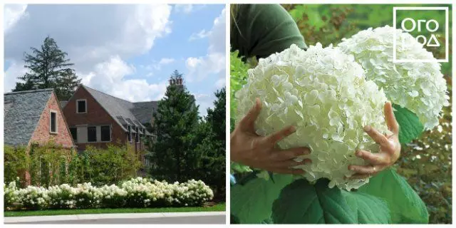 Hydrangea.