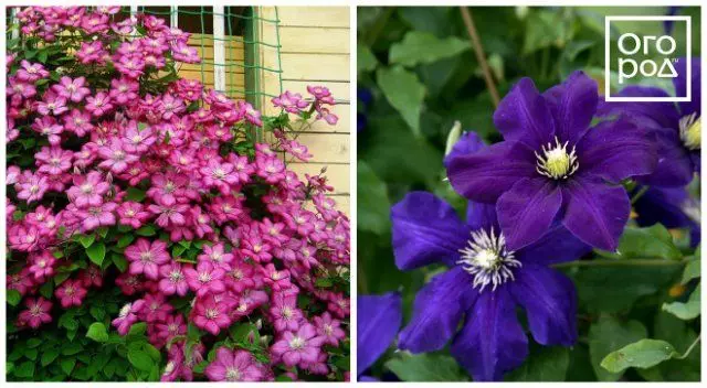 Clematis.