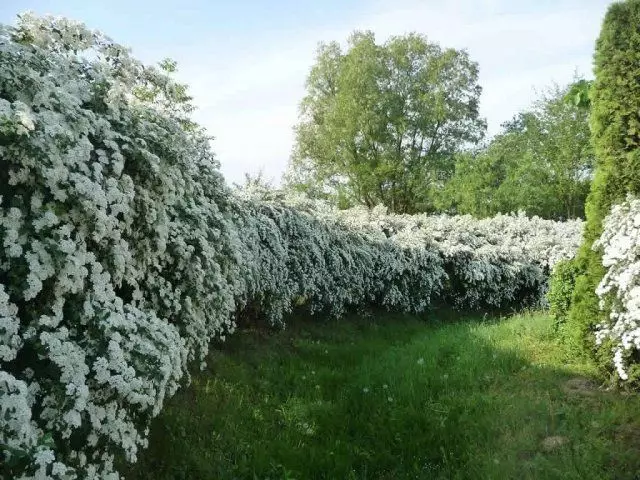 A Spirey Wangutta élő sövénye