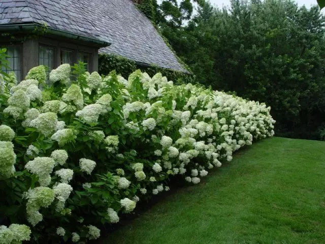 Hydrangea पासून जिवंत कुंपण