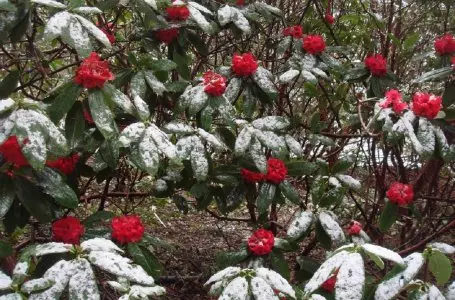 আপনি একটি ভিজা চক্রান্ত আছে, একটি লাইভ বেড়া তোলে, কি 1479_5