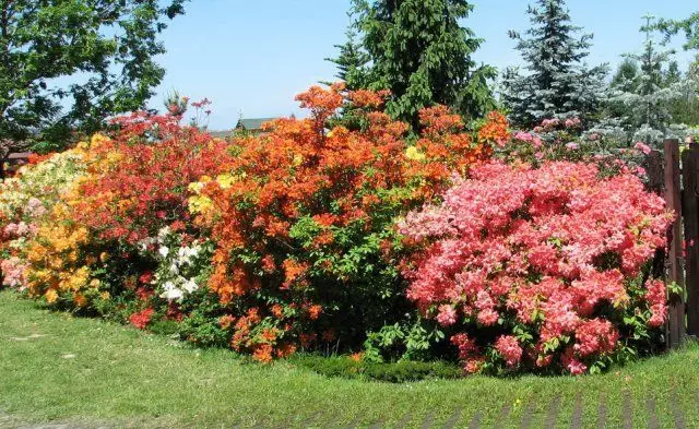 Élő kerítés rhododendronokból