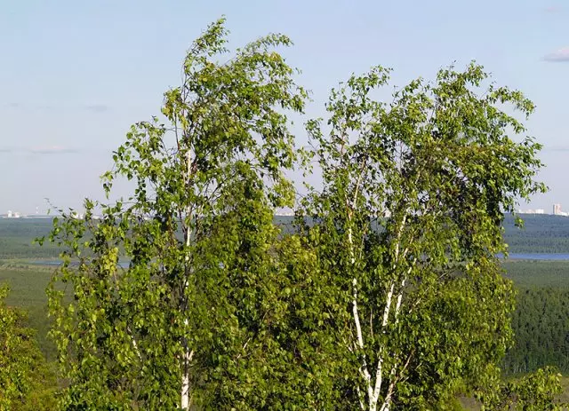 De snelstgroeiende bomen voor de regio Moskou