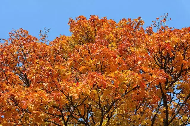 Gli alberi in più rapida crescita per la regione di Mosca