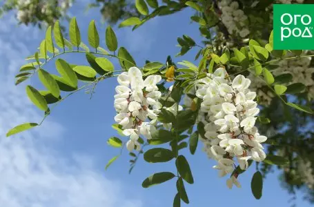 5 бързо нарастващи дървета, които ще променят пейзажа за три или четири години 1480_16