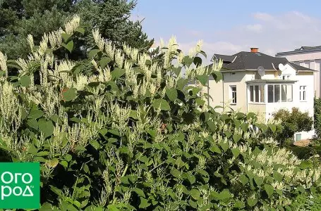 5 snelgroeiende bomen die het landschap in drie of vier jaar zullen veranderen 1480_17