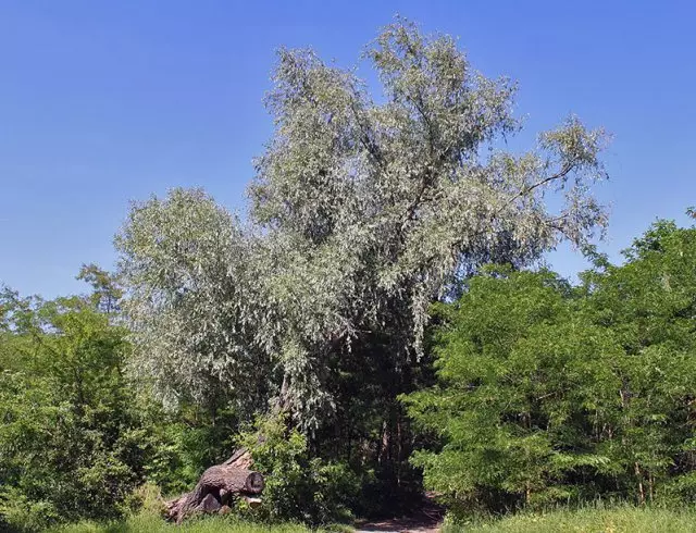 Gli alberi in più rapida crescita per la regione di Mosca