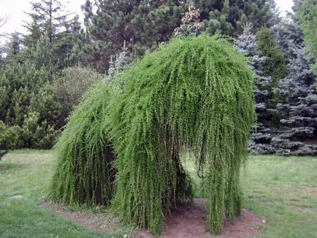 De snelstgroeiende bomen voor de regio Moskou