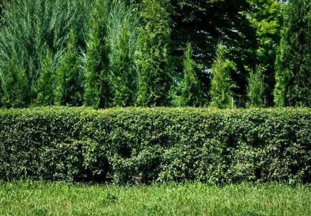 hedge