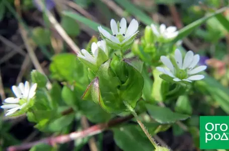 Que des mauvaises herbes de printemps peuvent être mangées et comment les cuisiner 1485_12