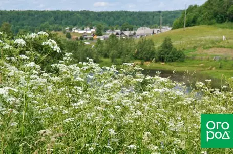 Que des mauvaises herbes de printemps peuvent être mangées et comment les cuisiner 1485_6