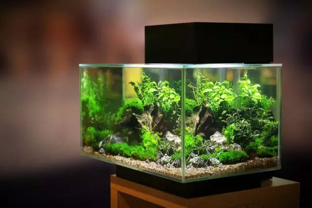 Растенија во аквариум