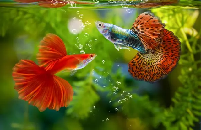 Риба во аквариум