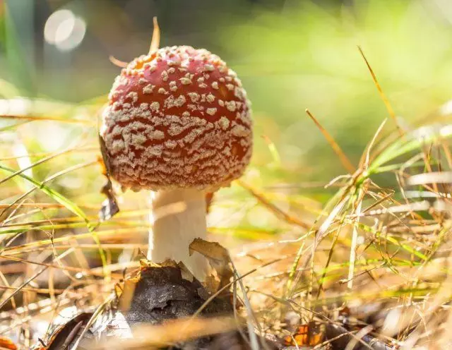 Paddestoelen - Hoe eetbaar te onderscheiden van oneetbaar 1526_1