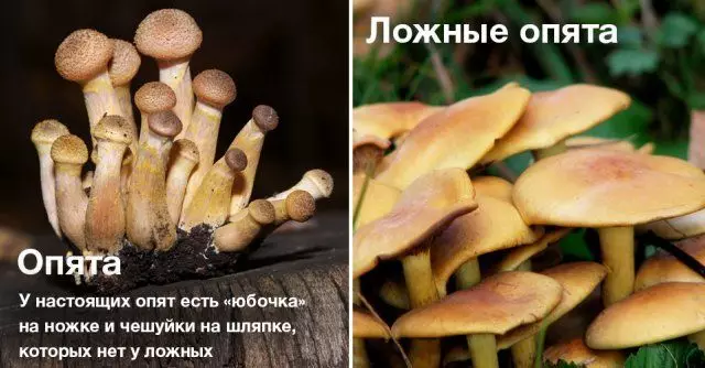 Mushrooms - Meriv çawa ji inedible edible cuda dike 1526_5