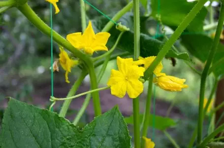 如何成长一个前所未有的黄瓜作物 - 9个经过验证的提示 152_10