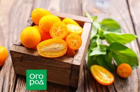 Cách chọn Tangerines ngon, Lựu đạn, Dứa và Pallimmune - Mua với Tâm trí 1534_6