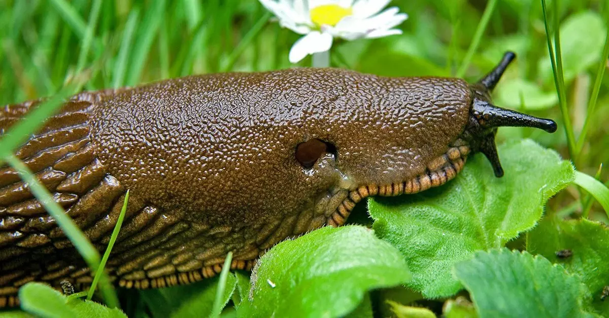 Puutarha hyökkää valtavia slugs: miten käsitellä uhrinsa