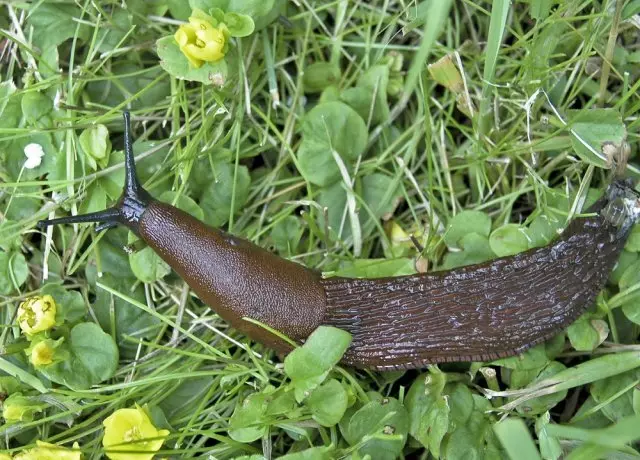 Wie man mit gigantischen Schnecken umgeht