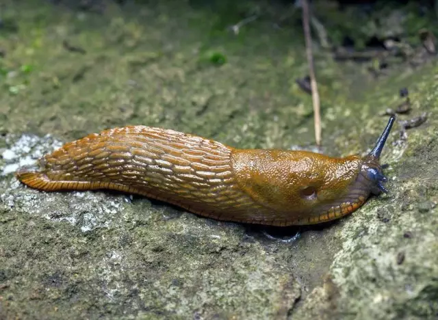 Yuav ua li cas nrog gigantic slugs