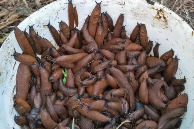 Wie man mit gigantischen Schnecken umgeht