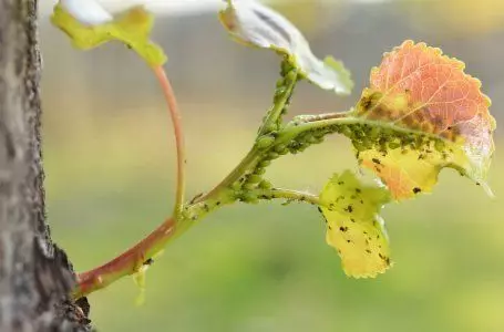 तंबाकू धूल - बगीचे और बगीचे में आवेदन