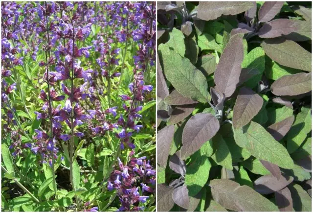 Sage medicinos purpurascens.