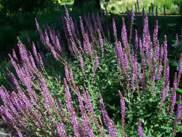 Sage amethyst doppja.