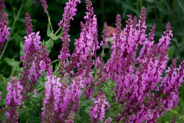 Sage Forest Rose Queen