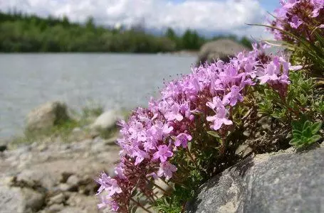 Läkemedel med sängar: Vad sår först 1567_5