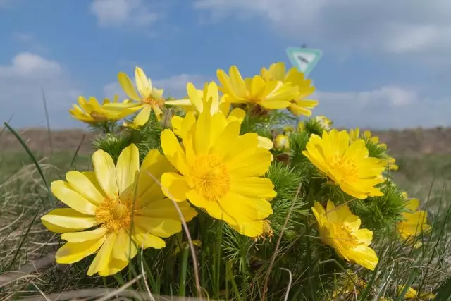 ඇඳේ plants ෂධීය ශාක