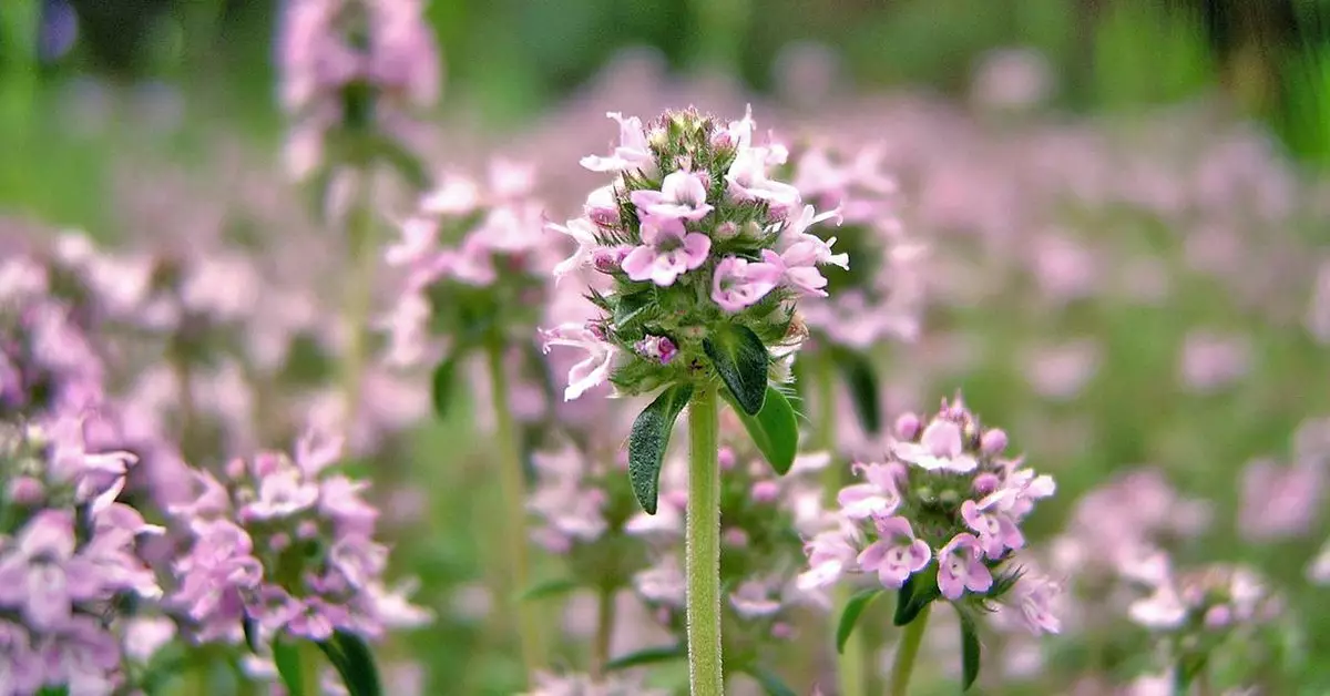 7 planten die zullen helpen om slakken en slakken met bedden op te scheppen