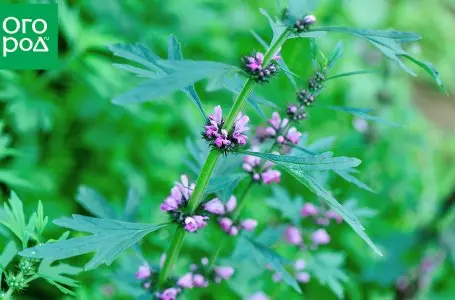 7 plantas que axudarán a asustar as babosas e os caracois con camas 1568_23