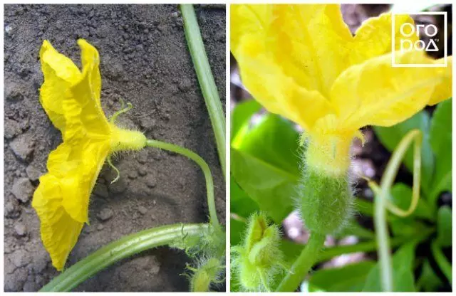 Männliche und weibliche Gurkenblumen