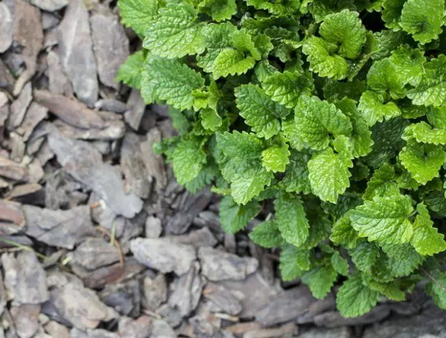 छाल पासून mulch toeds पासून संरक्षित, परंतु माती ओतणे शकता