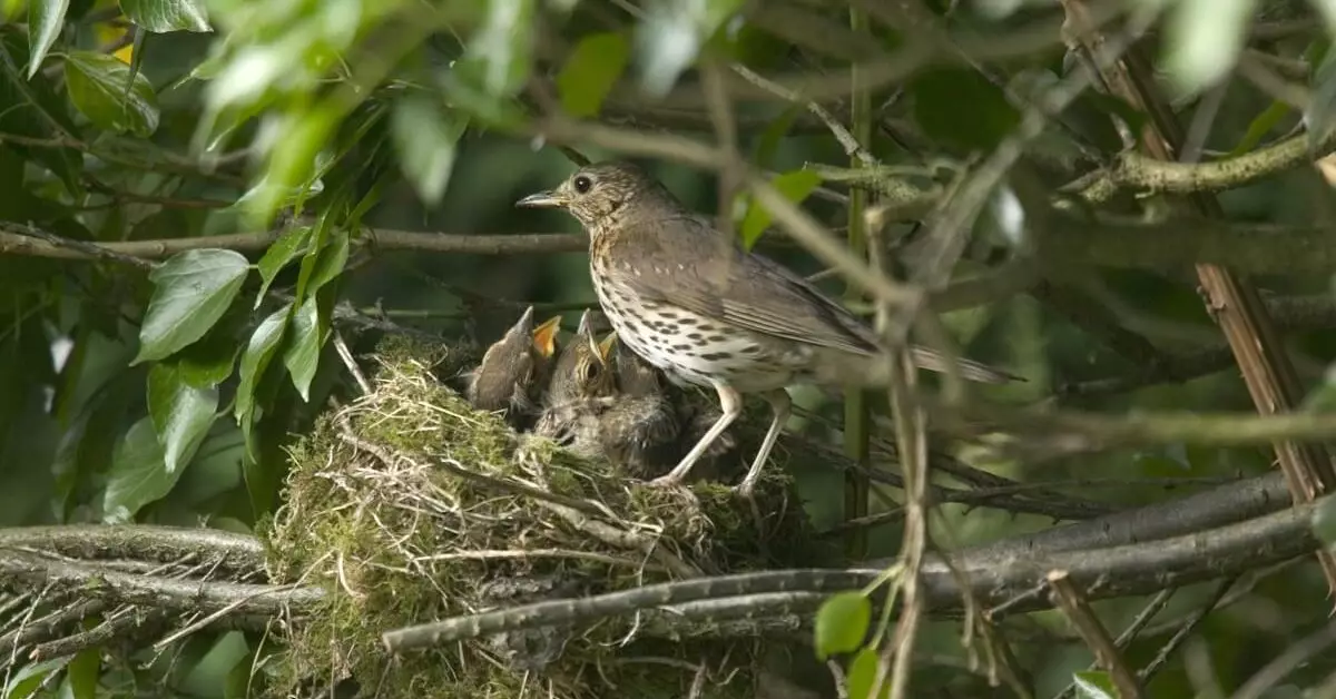 Waar ze met de vogelnesten komen en hoe ze ze naar je site kunnen aantrekken