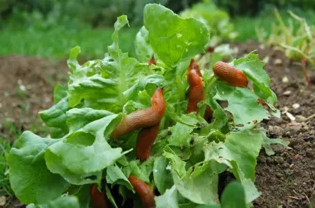 Eieren van naaktslakken op de plot - Hoe te ontdoen van de herfst en de lente