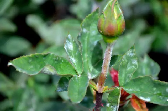 Puffy Tau auf Rose