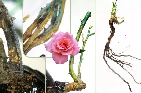 Was sind die Rosen krank: 10 häufige Probleme und ihre Lösungen 1576_15