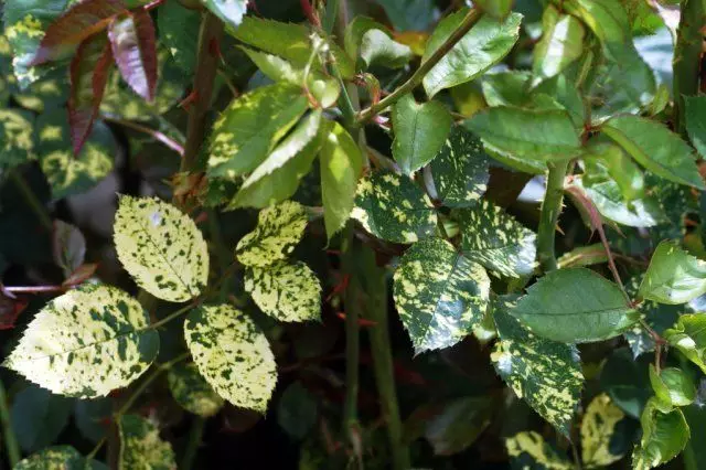 Mosaikvirus auf Rose