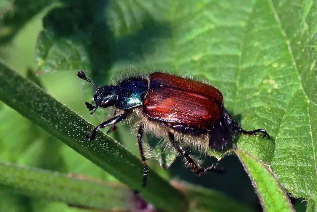 Gartenrose Pest.