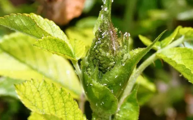 Tll op een roos, groene roos