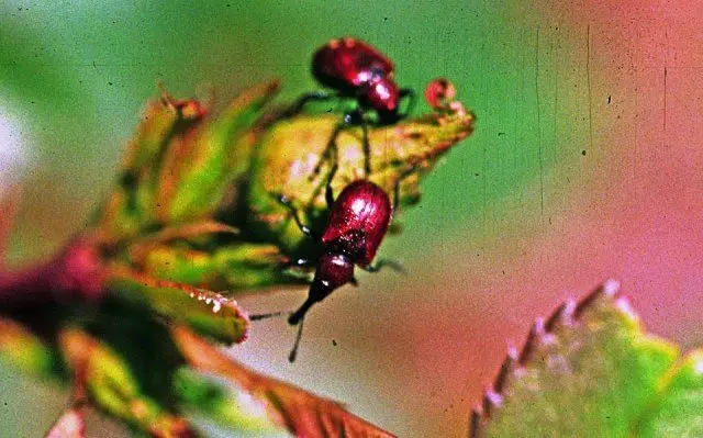 weevil ກ່ຽວກັບດອກກຸຫລາບ