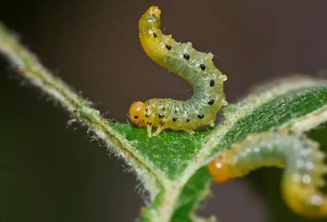 Pille auf einer Rose Caterpillar