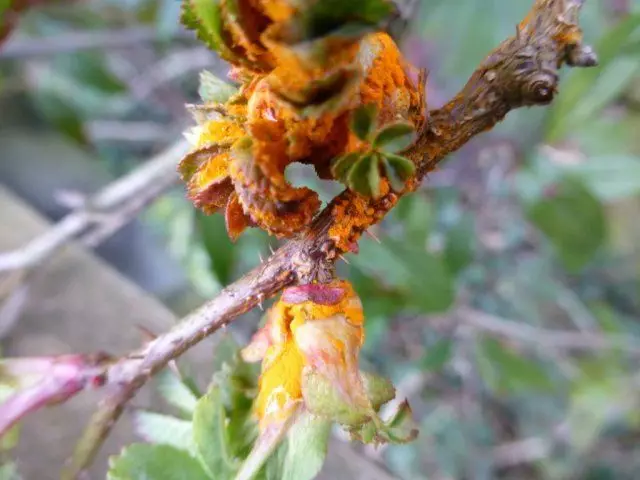 Rost auf Rose