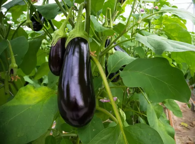 Eggplant នៅជាប់នឹងត្រសក់